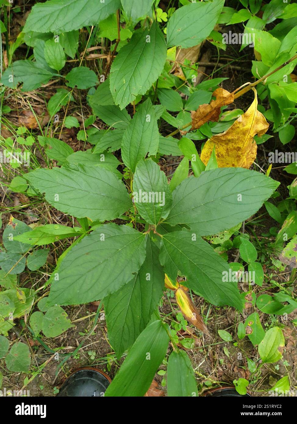 New Jersey tea (Ceanothus americanus Stock Photo - Alamy
