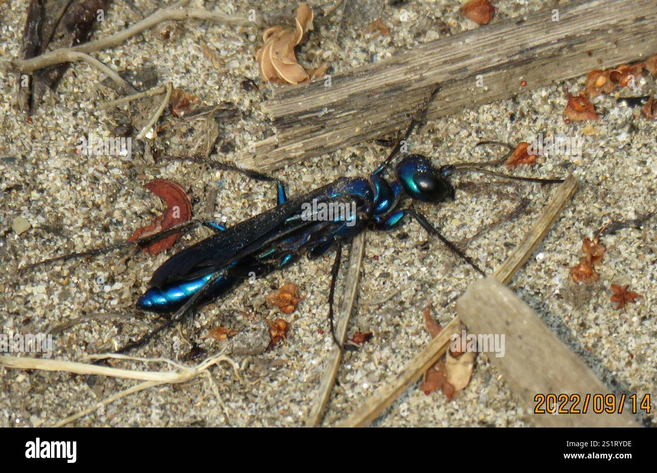 Steel-blue Cricket-hunter Wasp (Chlorion aerarium Stock Photo - Alamy