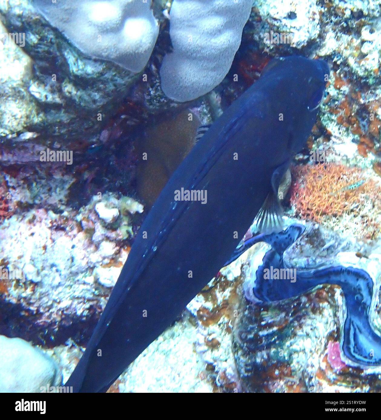 Dusky Spinefoot (Siganus luridus Stock Photo - Alamy