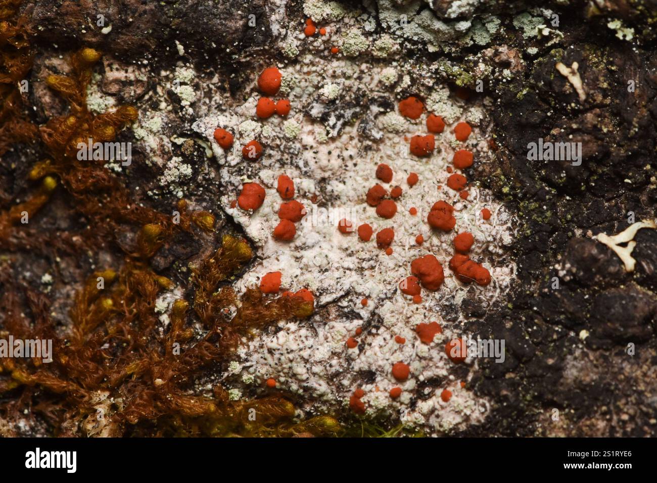 Northern Crimson Dot Lichen (Ramboldia cinnabarina Stock Photo - Alamy