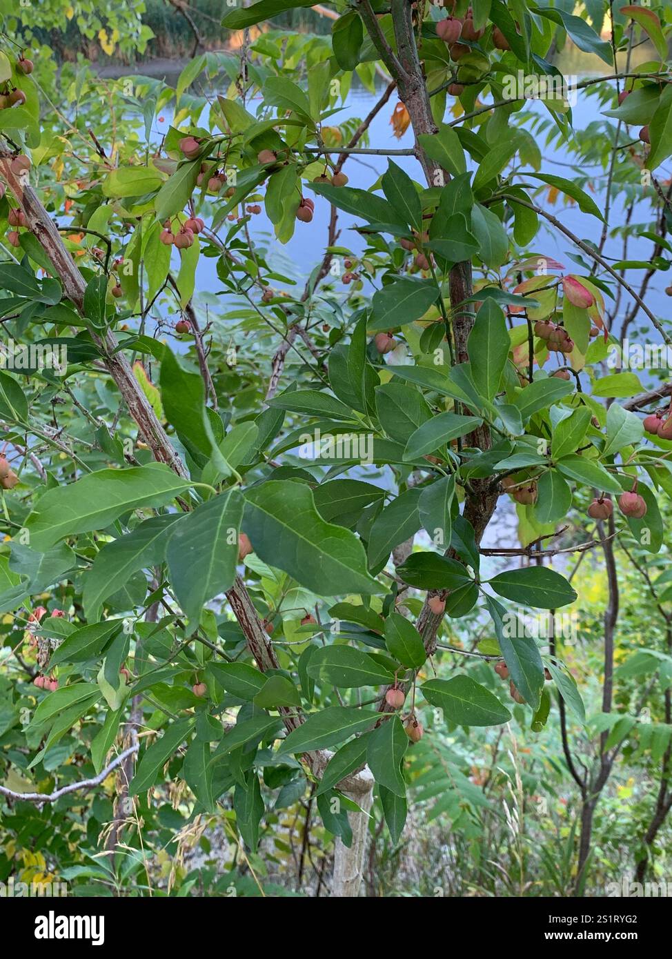 Spindle (Euonymus europaeus Stock Photo - Alamy