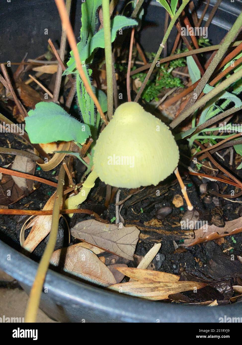flowerpot parasol (Leucocoprinus birnbaumii Stock Photo - Alamy