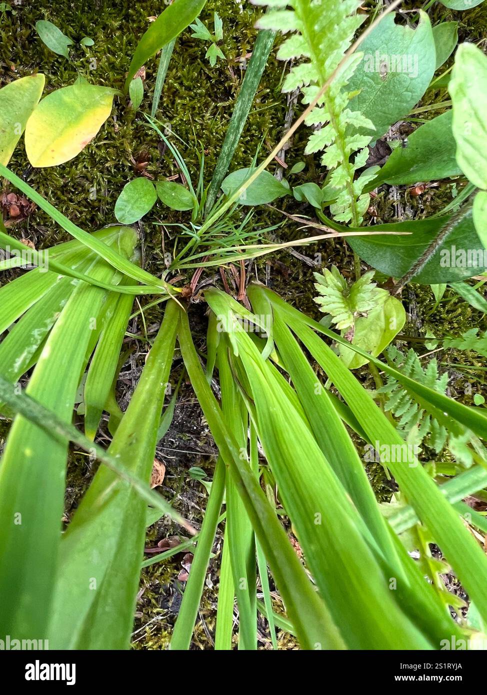 sticky false asphodels (Triantha Stock Photo - Alamy