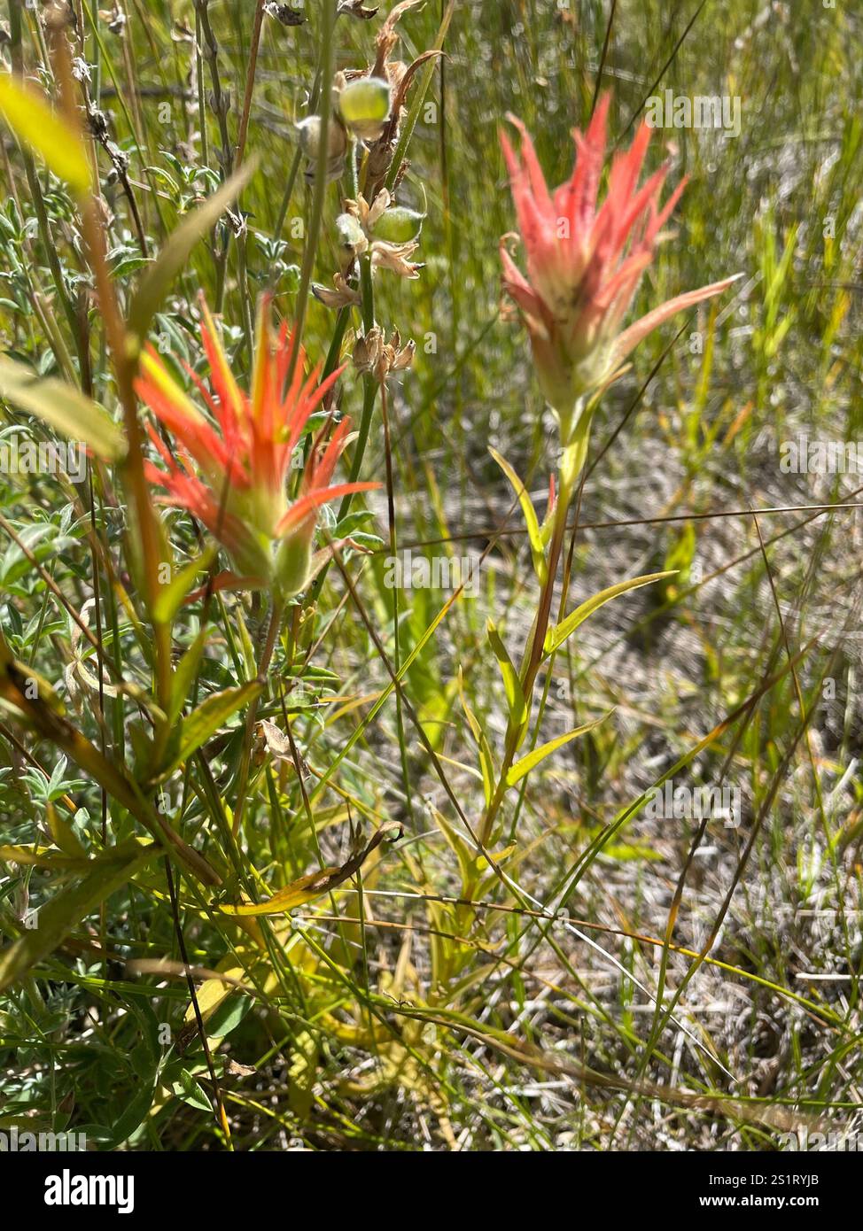giant red Indian paintbrush (Castilleja miniata Stock Photo - Alamy
