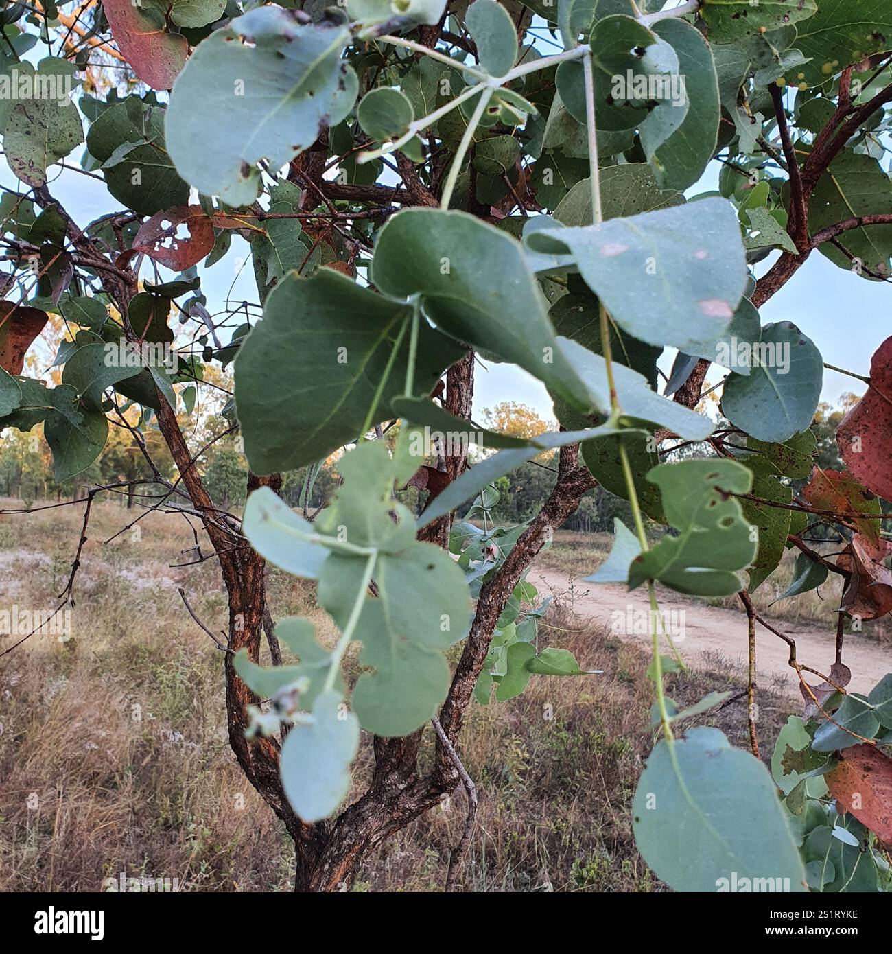 Silver-leaved Ironbark (Eucalyptus melanophloia Stock Photo - Alamy