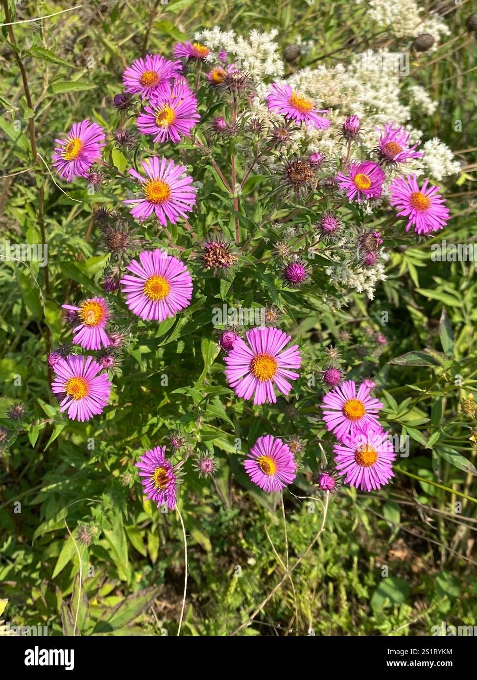 New England aster (Symphyotrichum novae-angliae Stock Photo - Alamy