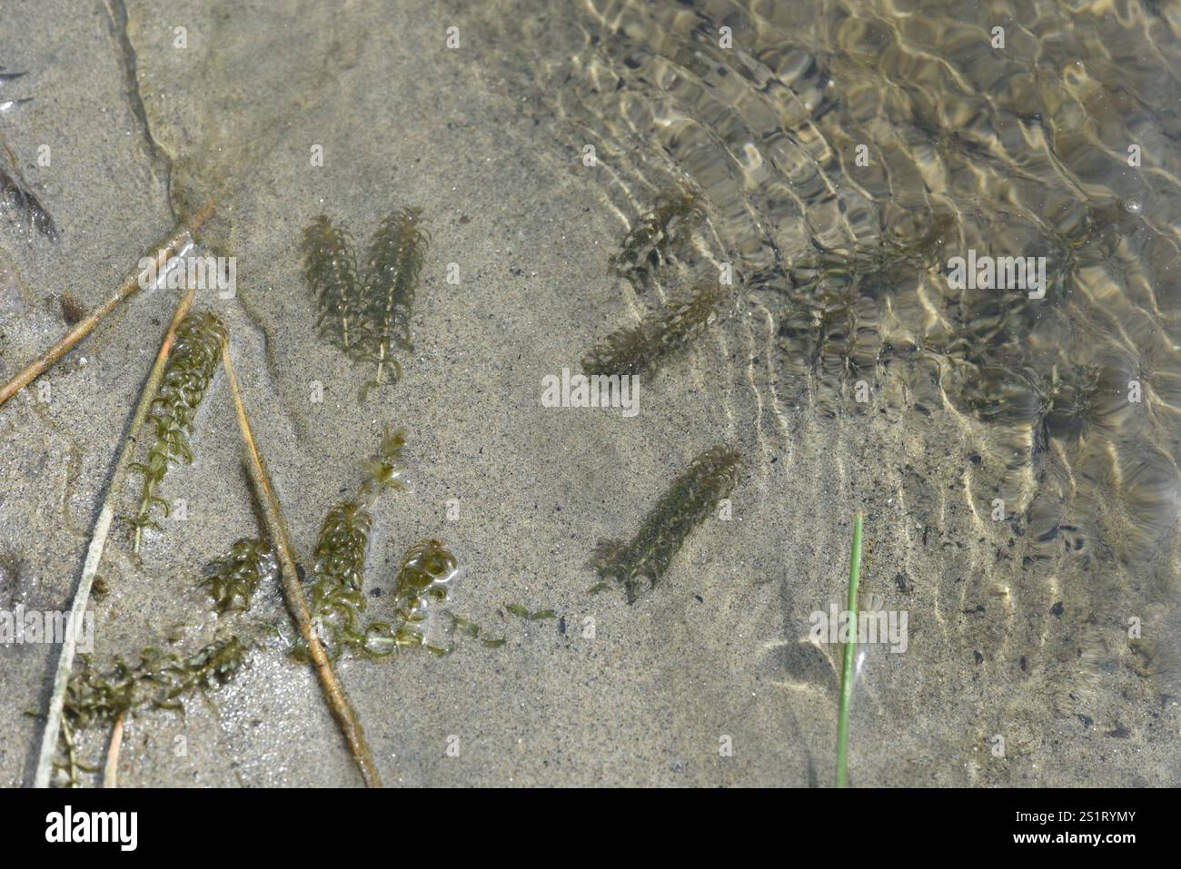 Canadian Waterweed (Elodea canadensis Stock Photo - Alamy