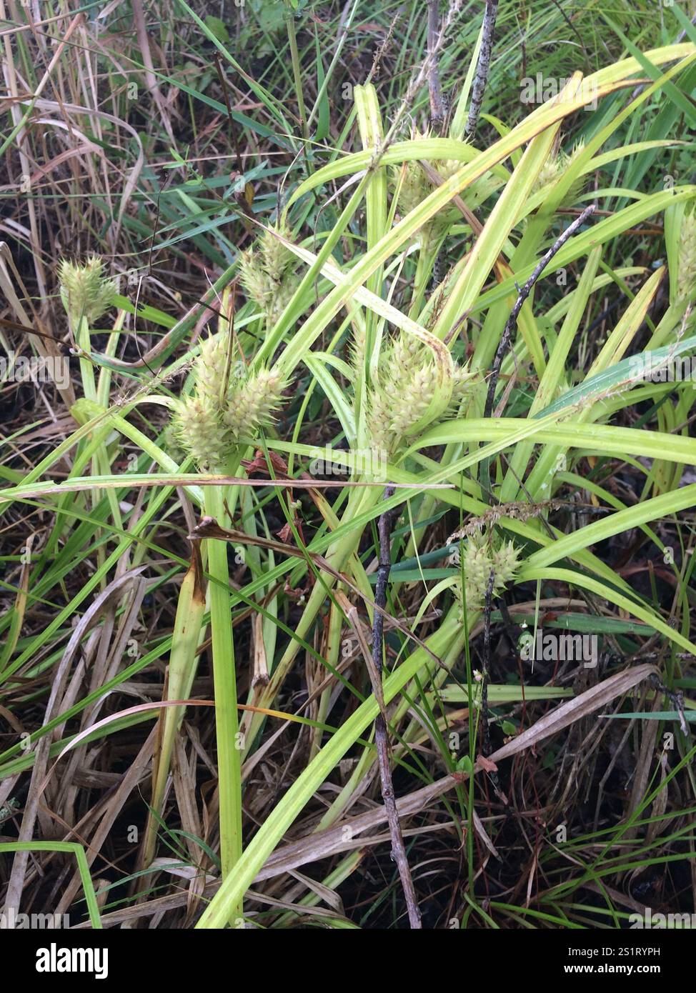hop sedge (Carex lupulina Stock Photo - Alamy