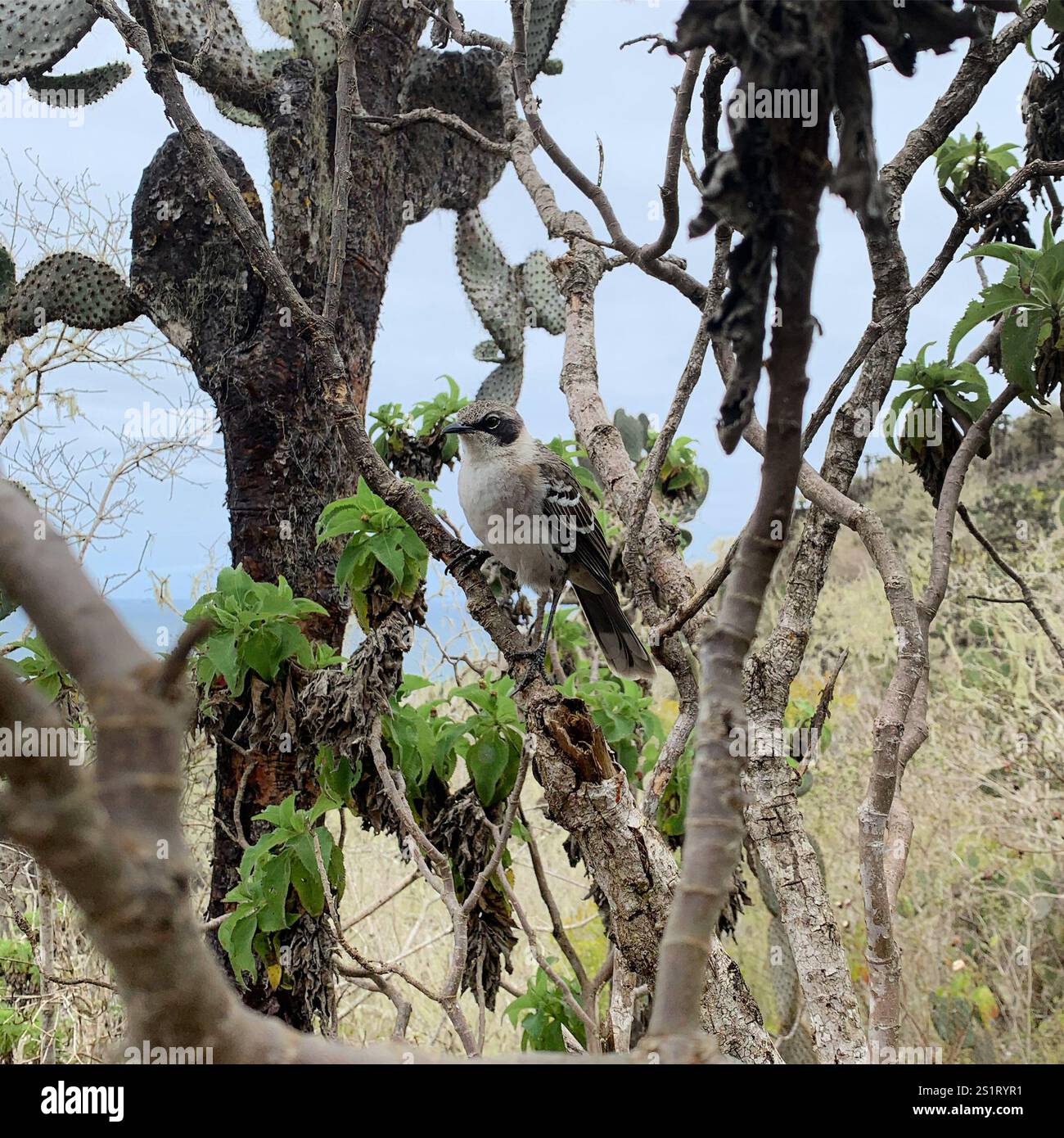 Galápagos Mockingbird (Mimus parvulus Stock Photo - Alamy