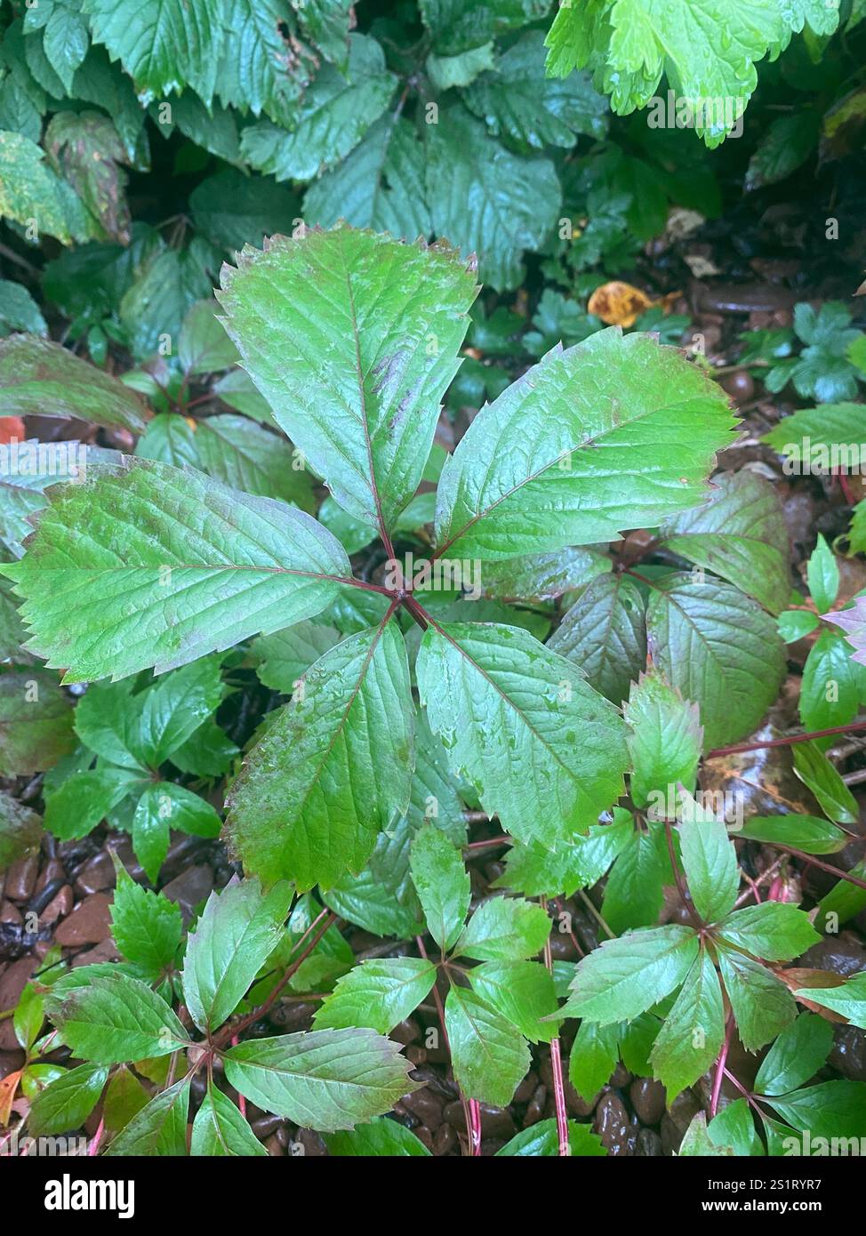 thicket creeper (Parthenocissus inserta Stock Photo - Alamy