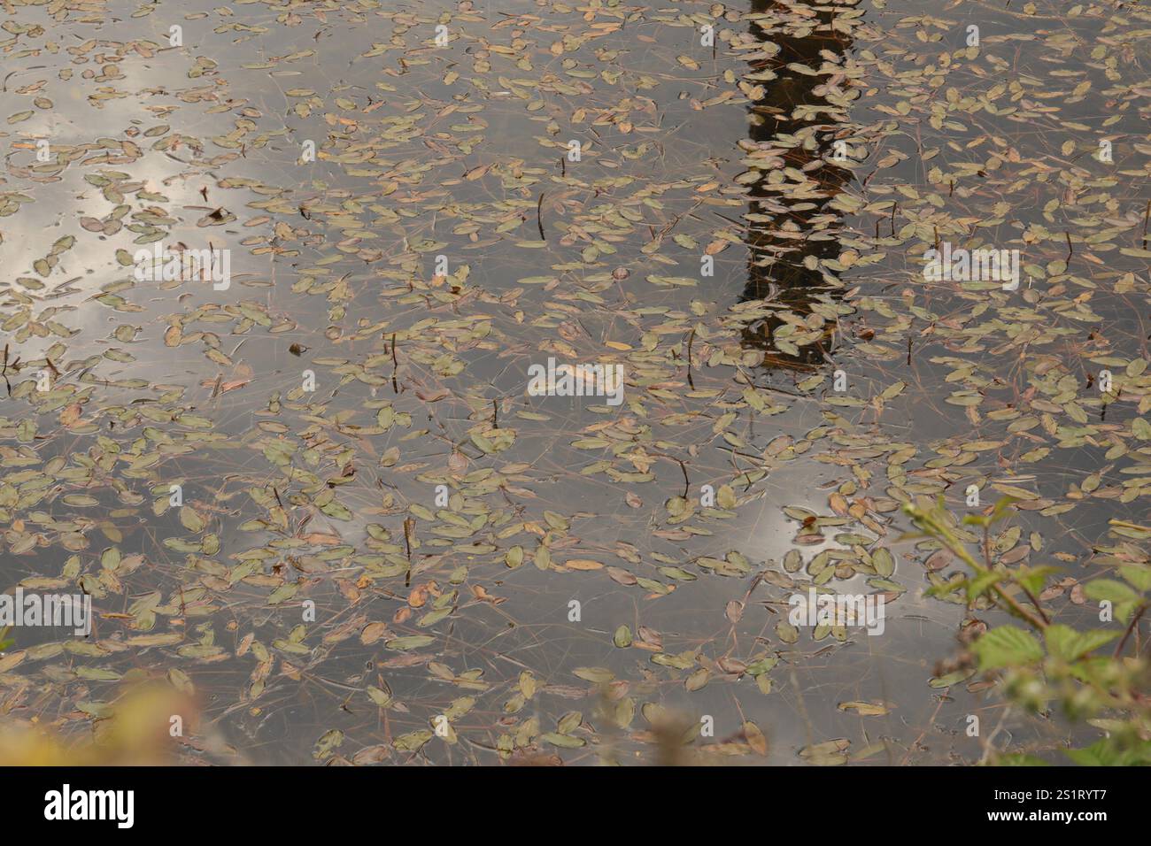 floating-leaved pondweed (Potamogeton natans Stock Photo - Alamy