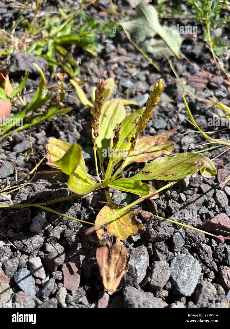 American plantain (Plantago rugelii Stock Photo - Alamy