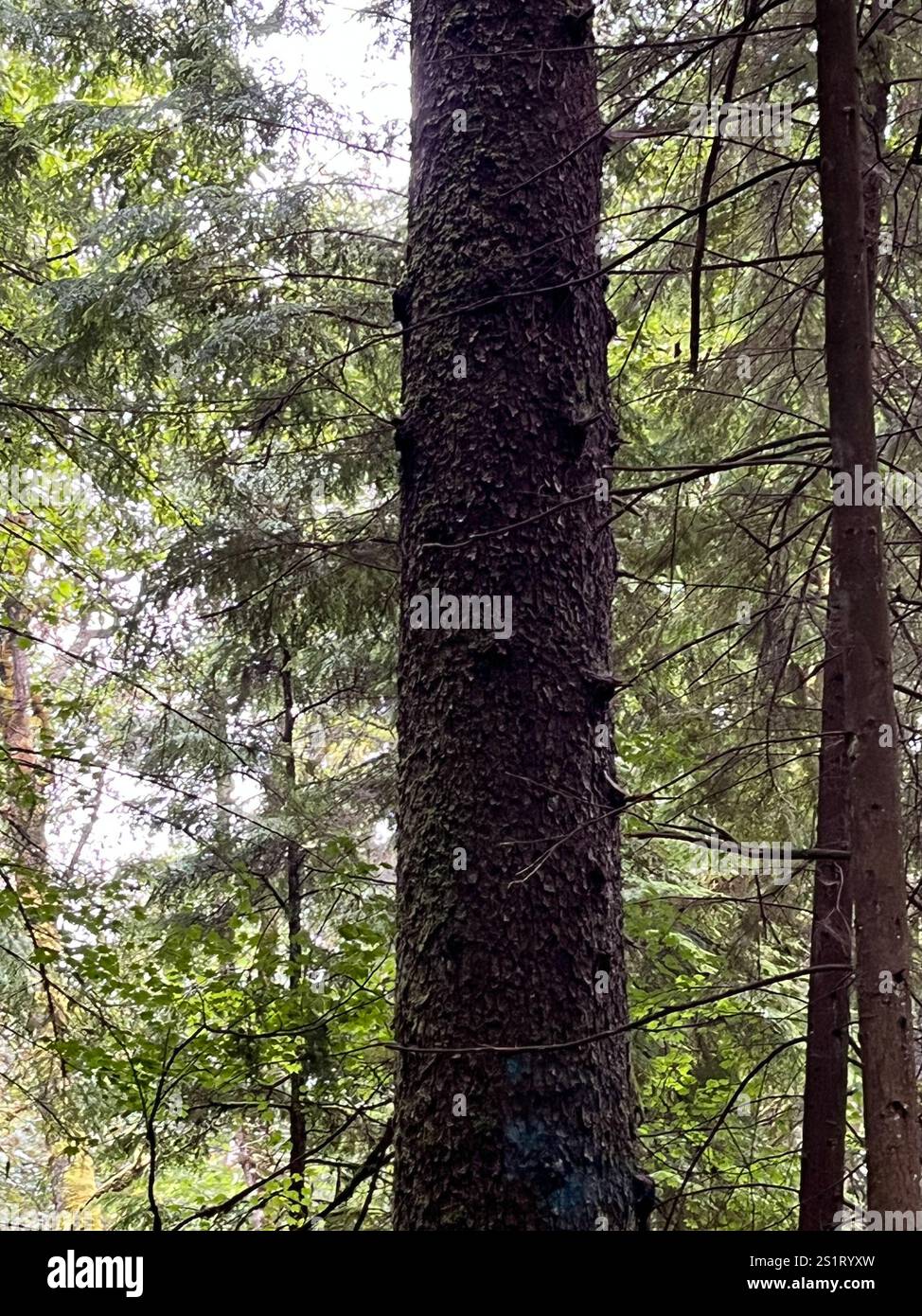 Sitka spruce (Picea sitchensis Stock Photo - Alamy
