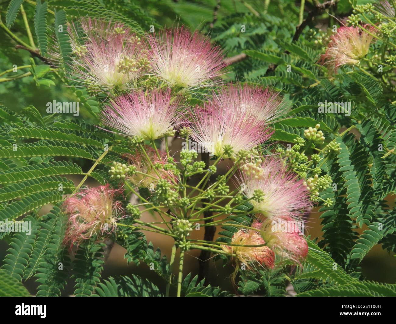 Persian silk tree (Albizia julibrissin Stock Photo - Alamy