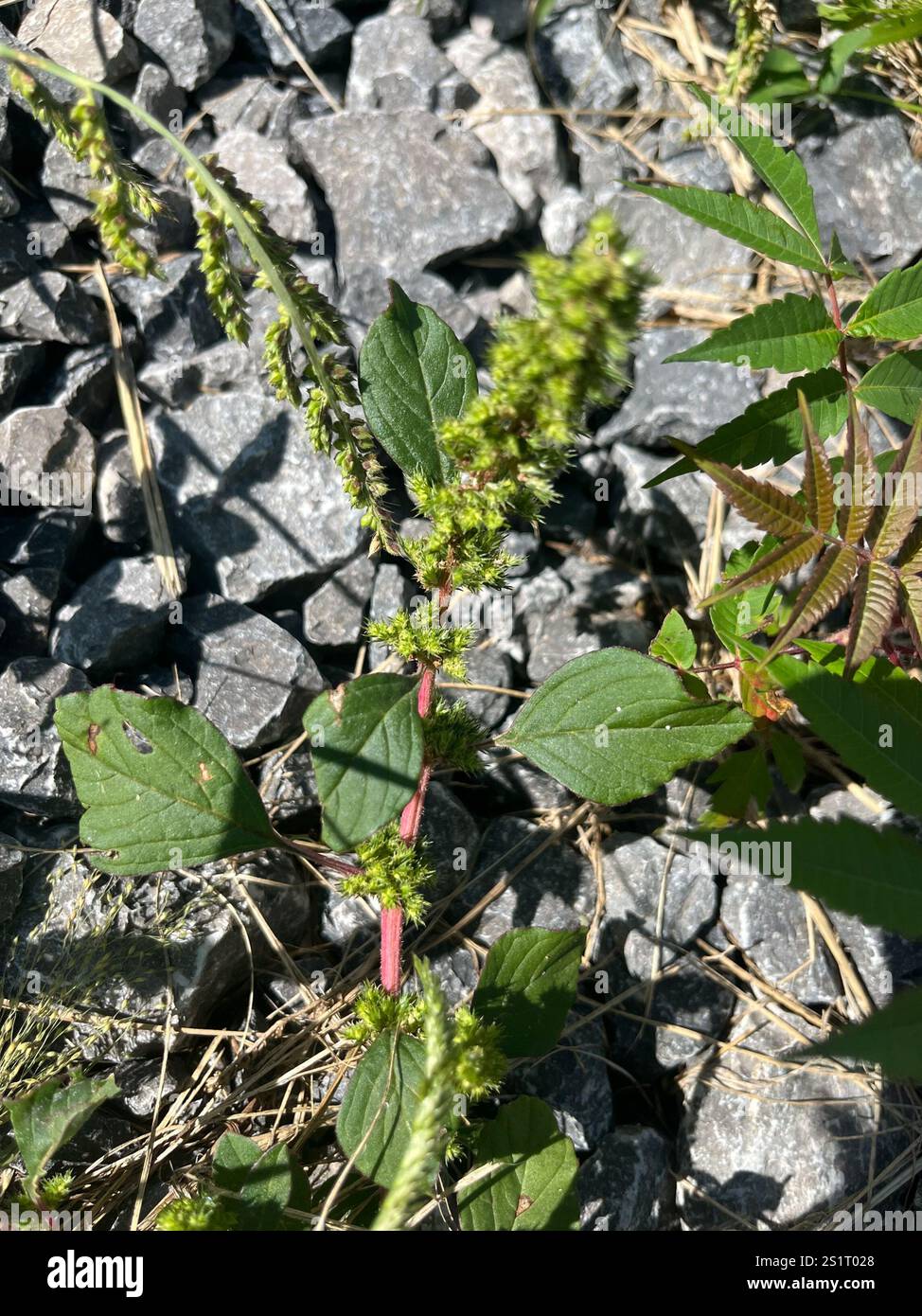 Redroot Amaranth (Amaranthus retroflexus Stock Photo - Alamy