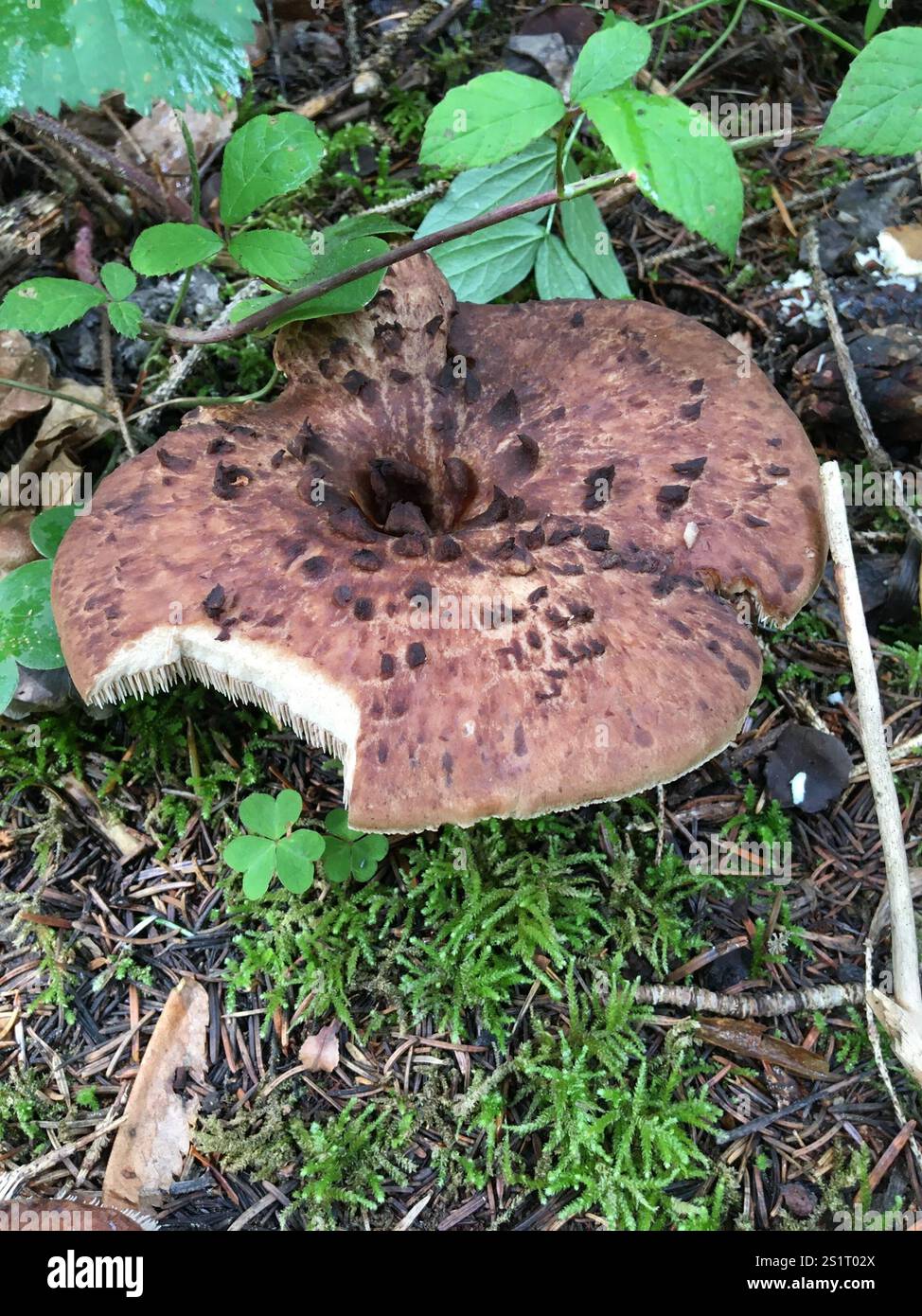 shingled hedgehog (Sarcodon imbricatus Stock Photo - Alamy