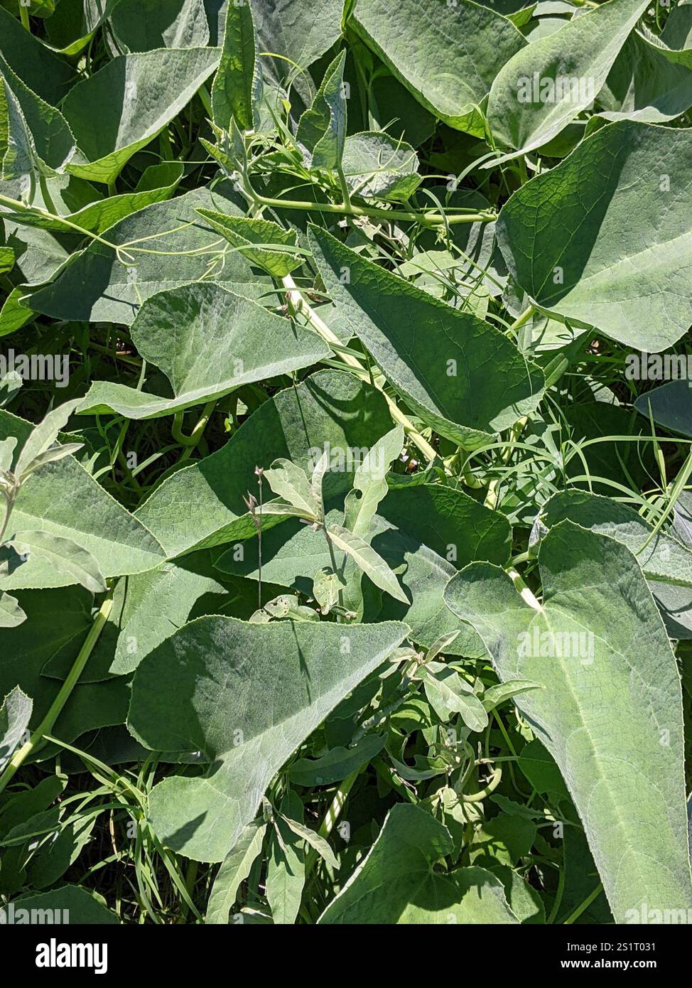 Buffalo Gourd (Cucurbita foetidissima Stock Photo - Alamy