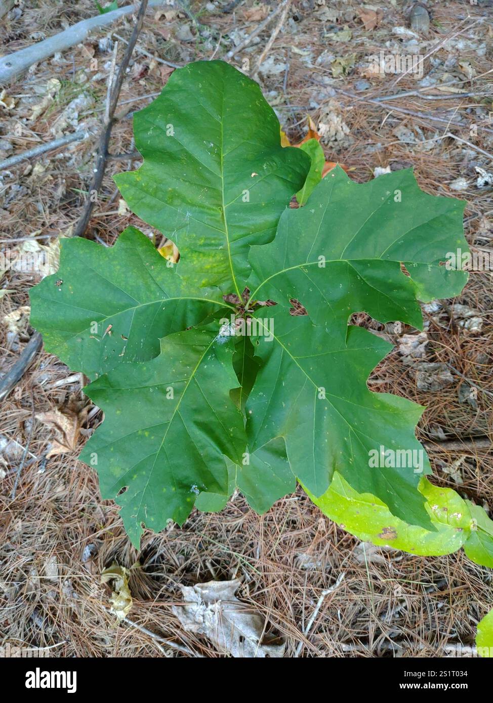 northern red oak (Quercus rubra Stock Photo - Alamy