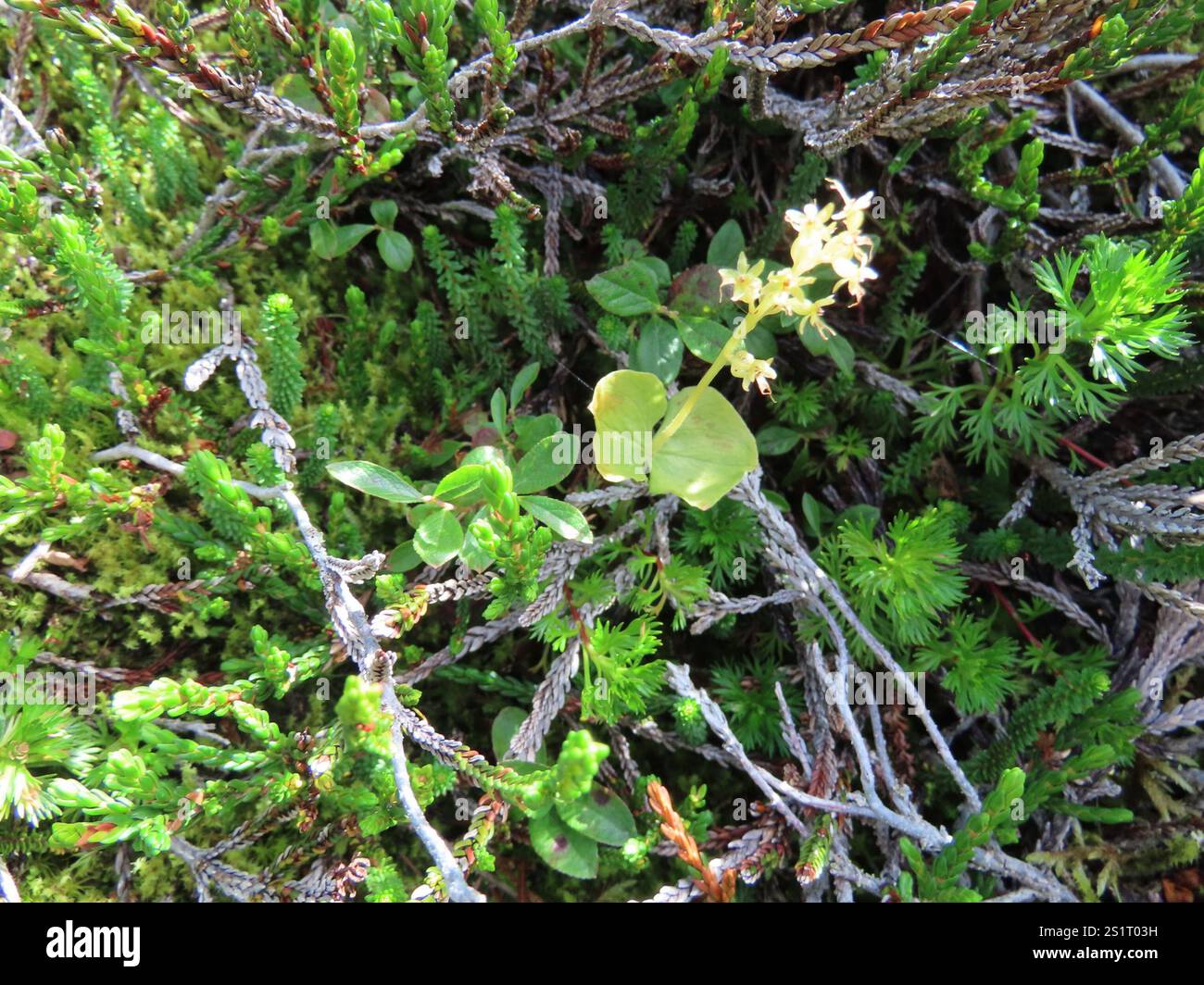 Heartleaf Twayblade (Neottia cordata Stock Photo - Alamy