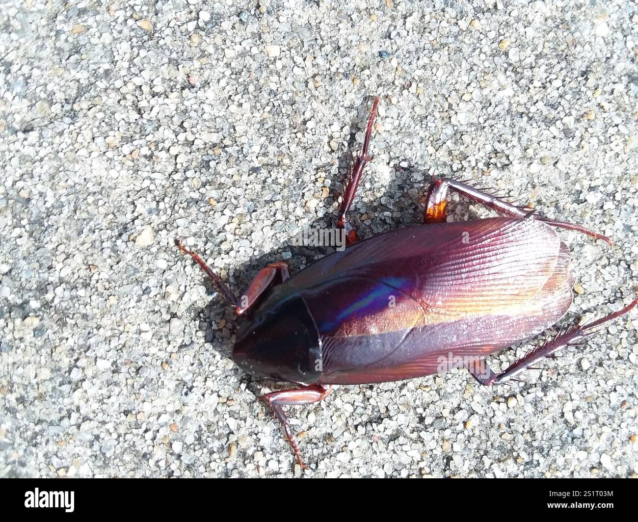 Typical Cockroaches and Termites (Blattoidea Stock Photo - Alamy