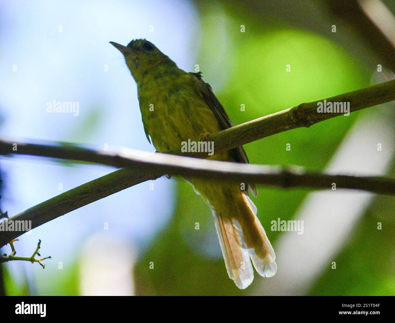 Hairy-backed Bulbul (Tricholestes criniger Stock Photo - Alamy