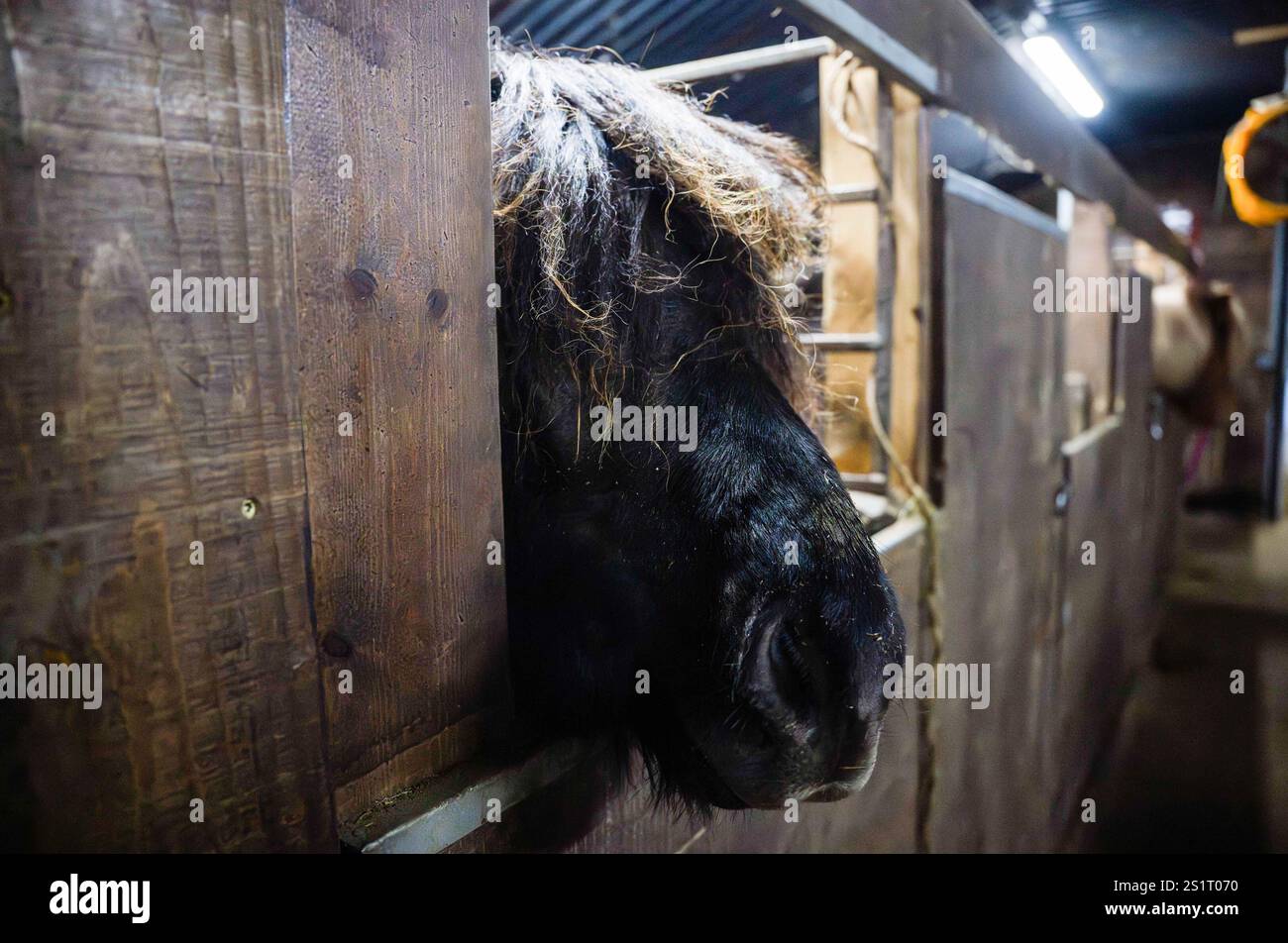 An Icelandic horse is seen resting in a cubicle in a stable at a ...