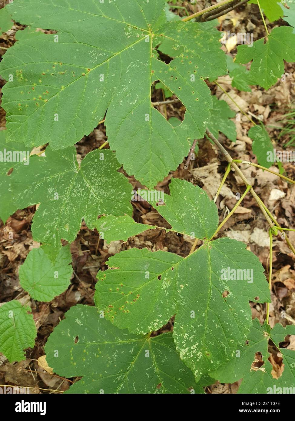 Maple gall mite (Aceria macrorhyncha Stock Photo - Alamy