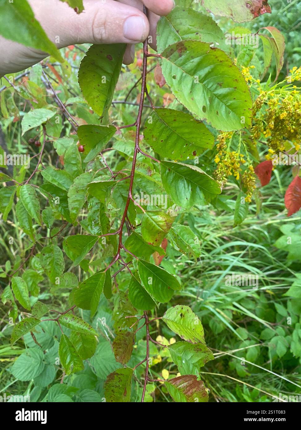 fire cherry (Prunus pensylvanica Stock Photo - Alamy