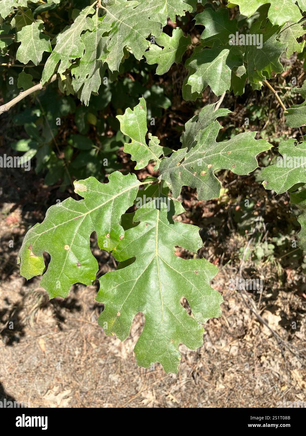 California black oak (Quercus kelloggii Stock Photo - Alamy