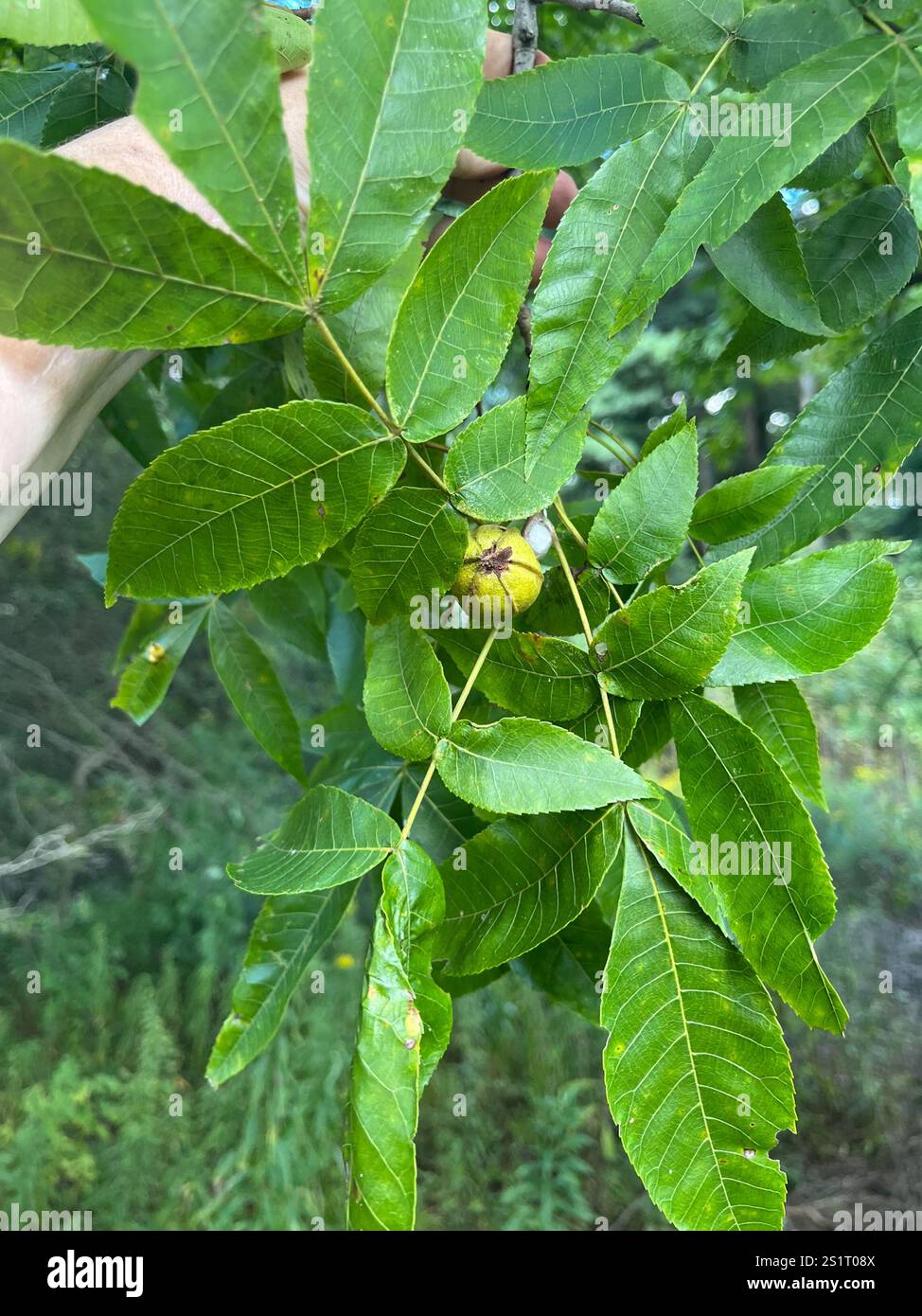bitternut hickory (Carya cordiformis Stock Photo - Alamy