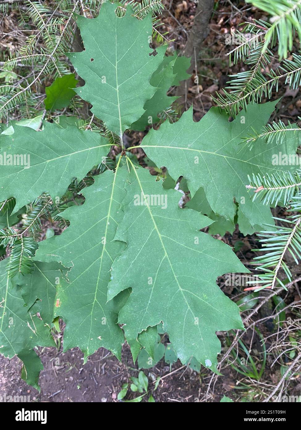 northern red oak (Quercus rubra Stock Photo - Alamy