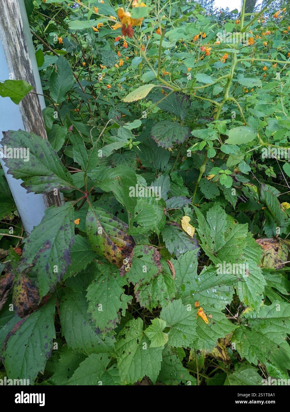 Green Stink Bug (Chinavia hilaris Stock Photo - Alamy