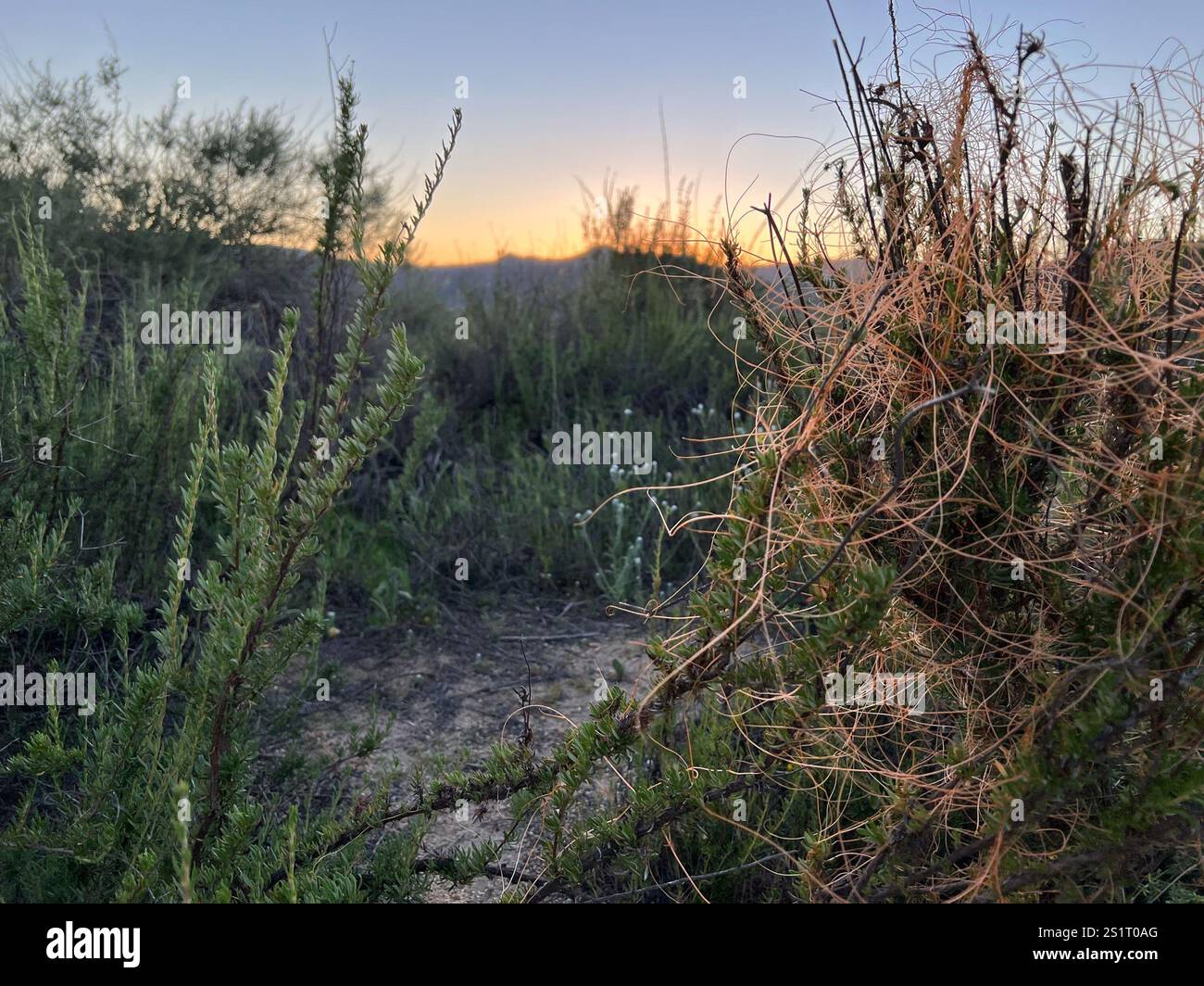California dodder hi-res stock photography and images - Alamy