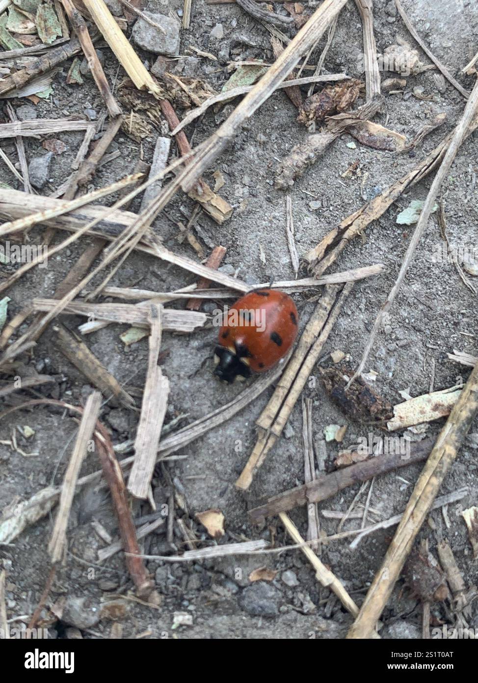 Transverse Lady Beetle (Coccinella transversoguttata Stock Photo - Alamy