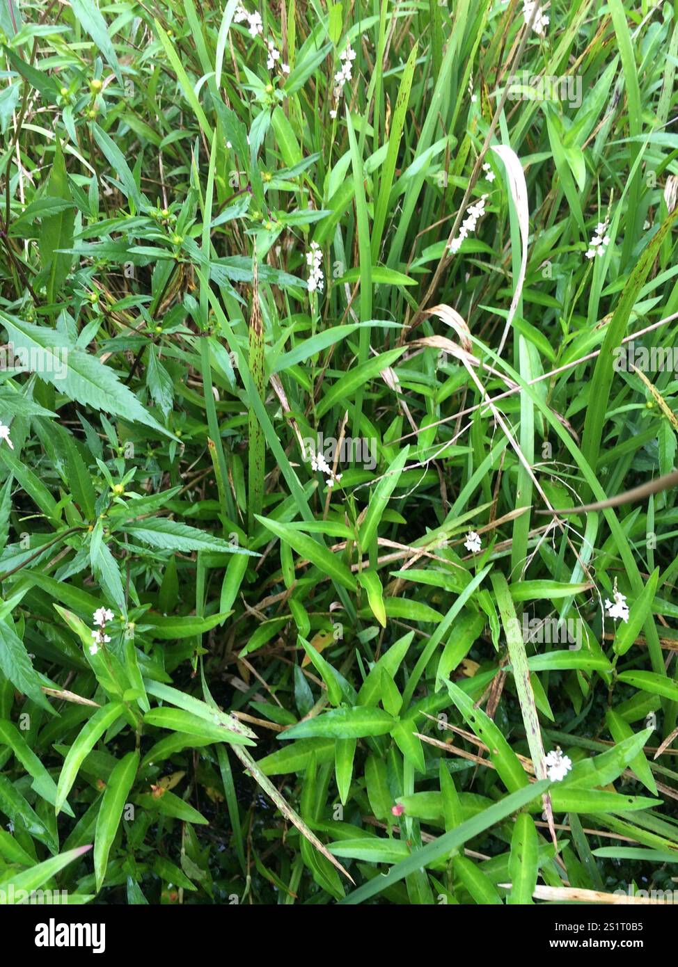 swamp smartweed (Persicaria hydropiperoides Stock Photo - Alamy