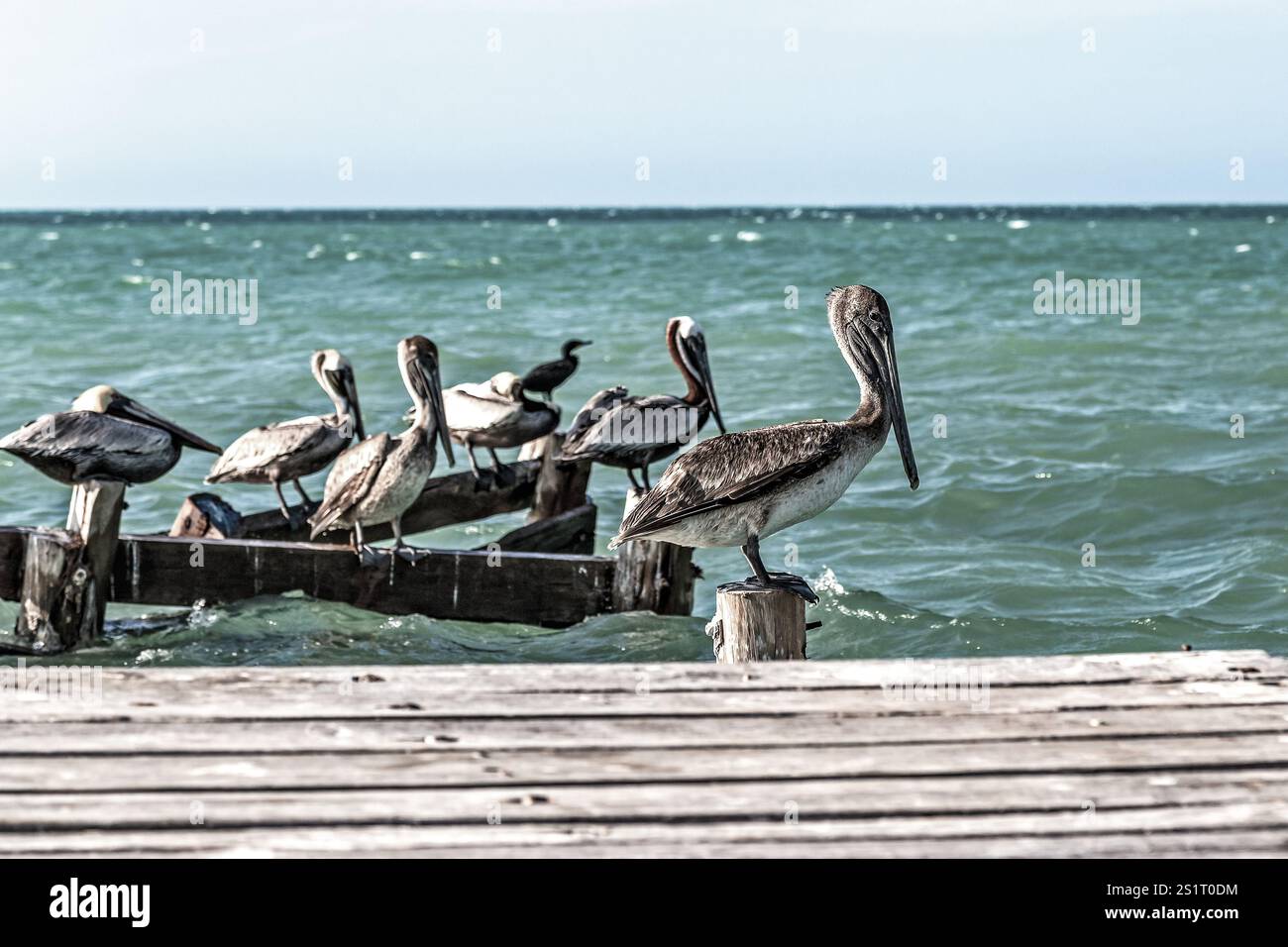 Coastal Scene with Pelicans Perched on a Pier by the Ocean, Isla Holbox ...