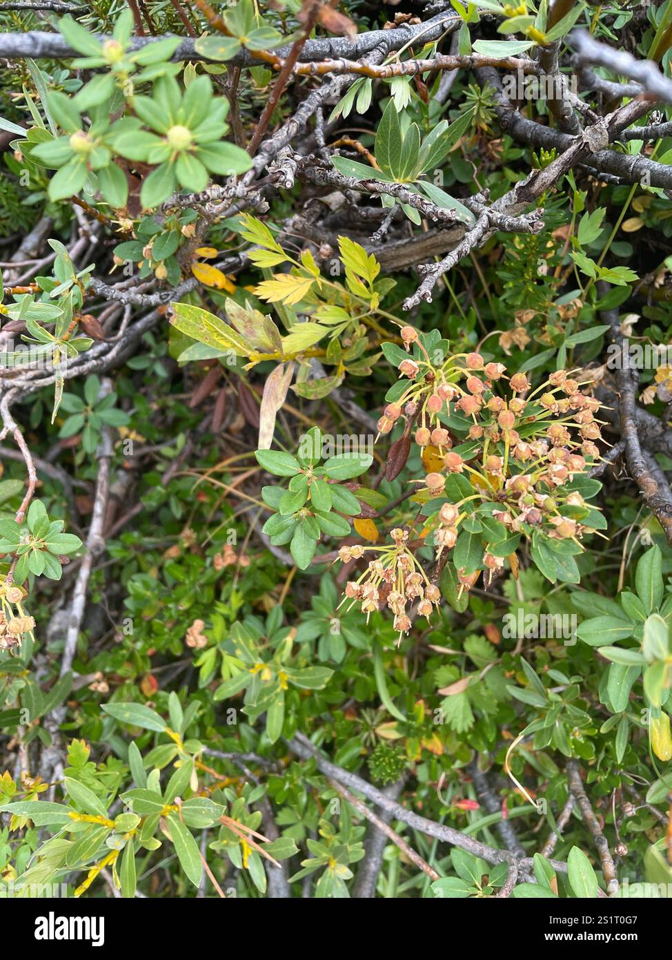Western Labrador Tea (Rhododendron columbianum Stock Photo - Alamy