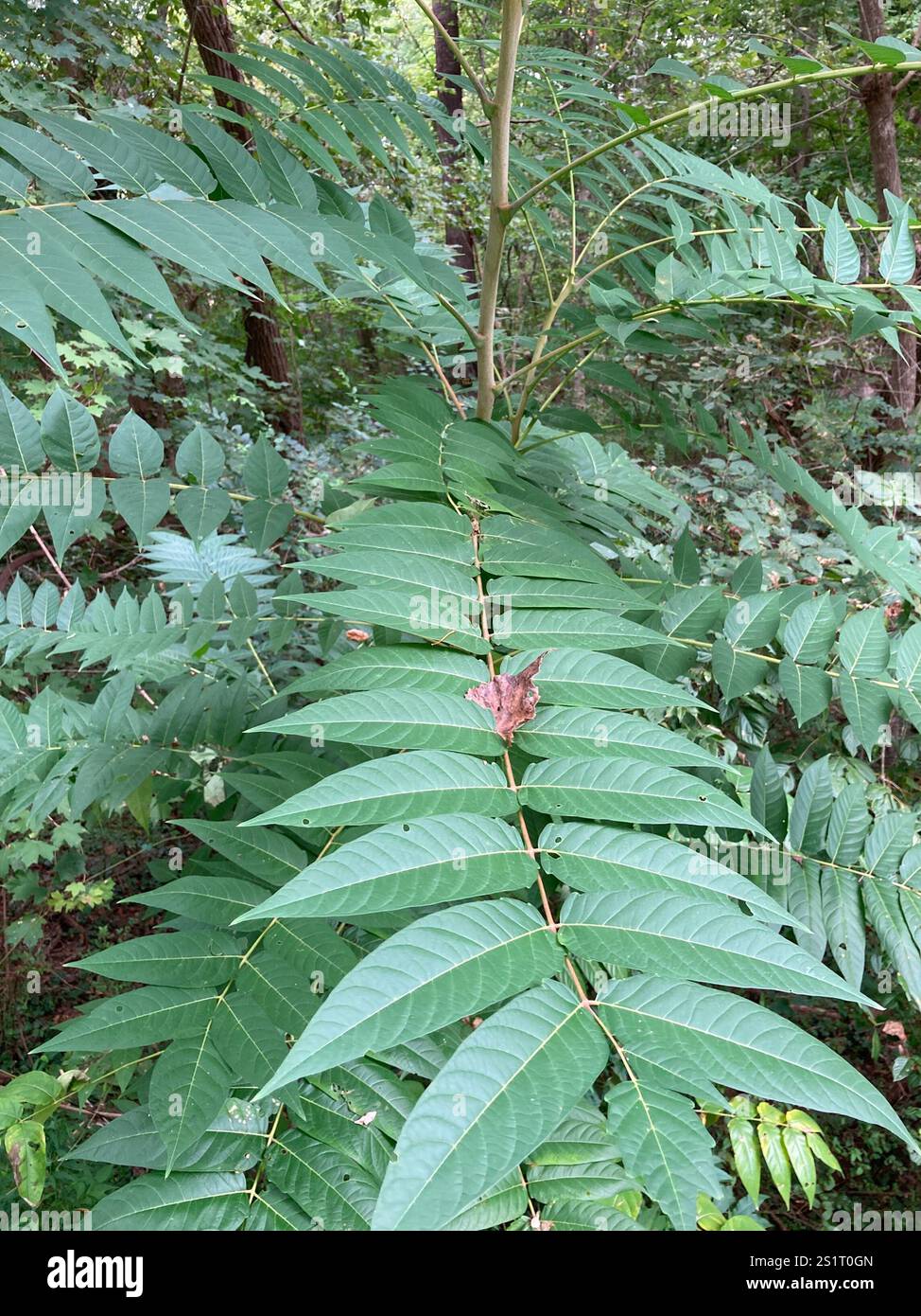 tree-of-heaven (Ailanthus altissima Stock Photo - Alamy