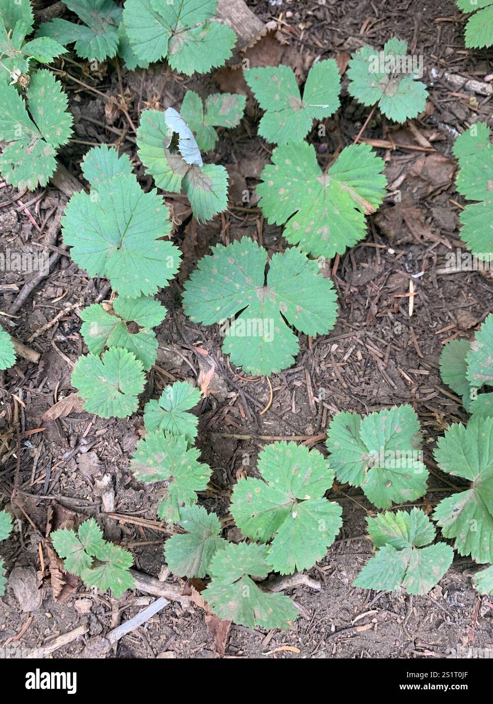 Roughfruit Raspberry (Rubus lasiococcus Stock Photo - Alamy
