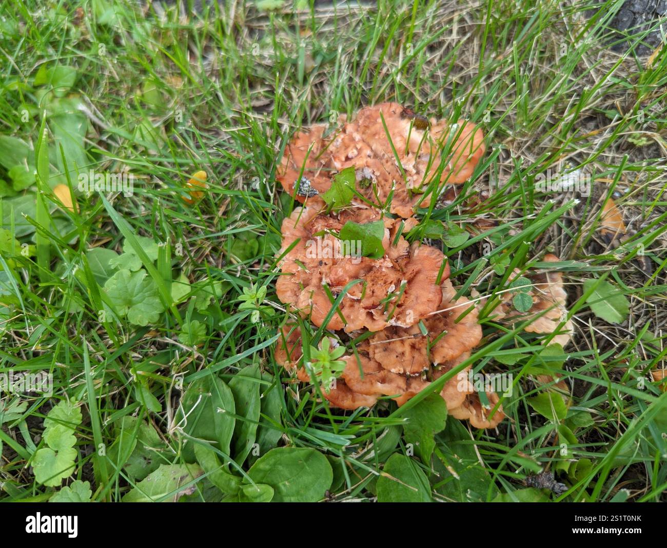 Blushing Rosette (Abortiporus biennis Stock Photo - Alamy