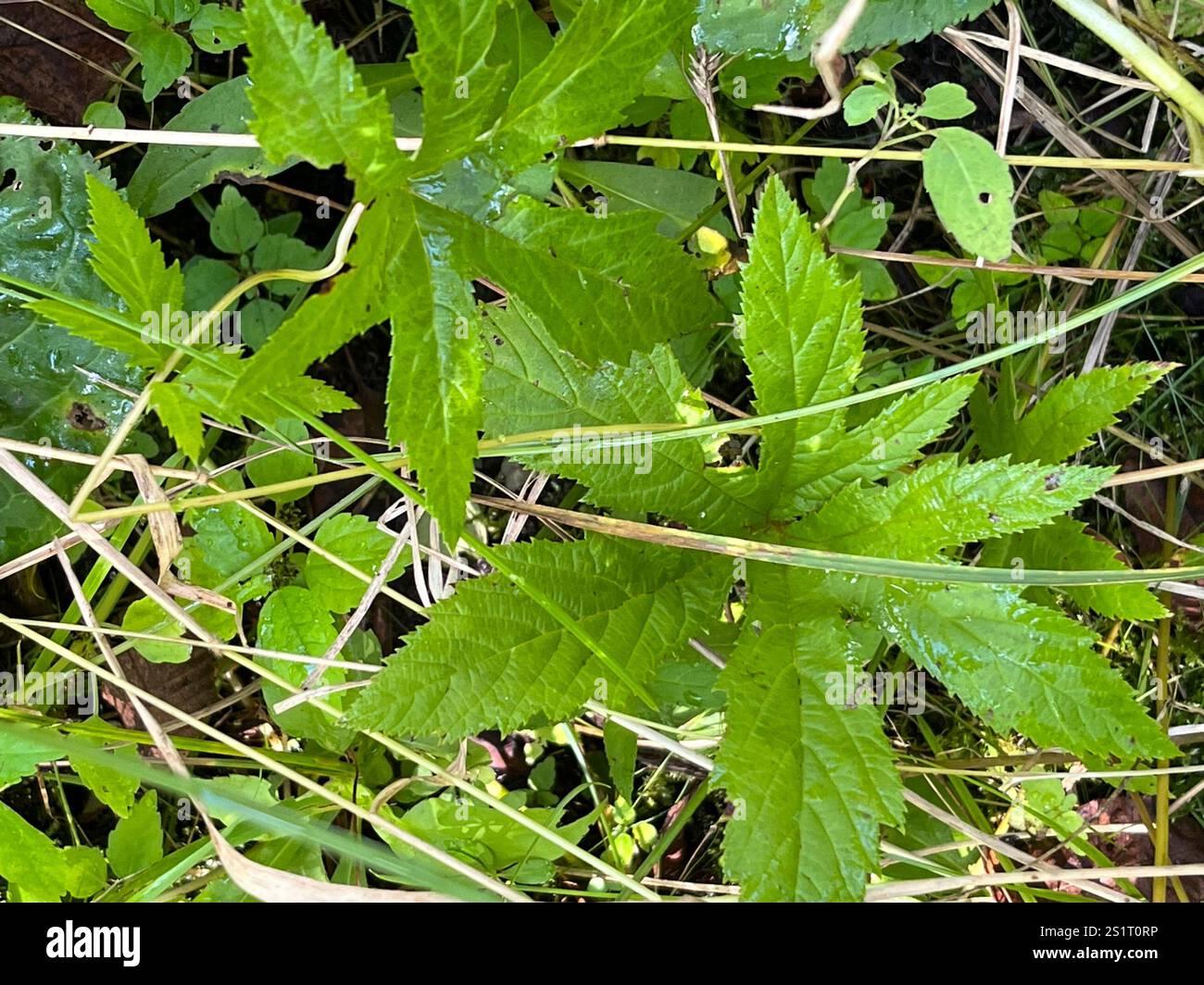 queen of the prairie (Filipendula rubra Stock Photo - Alamy