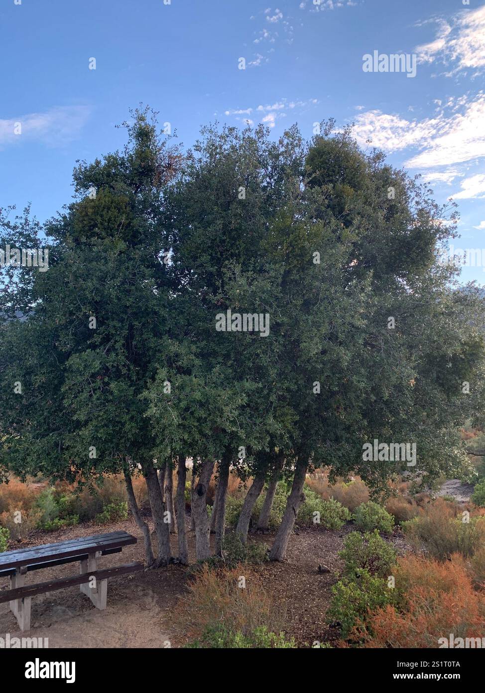canyon live oak (Quercus chrysolepis Stock Photo - Alamy