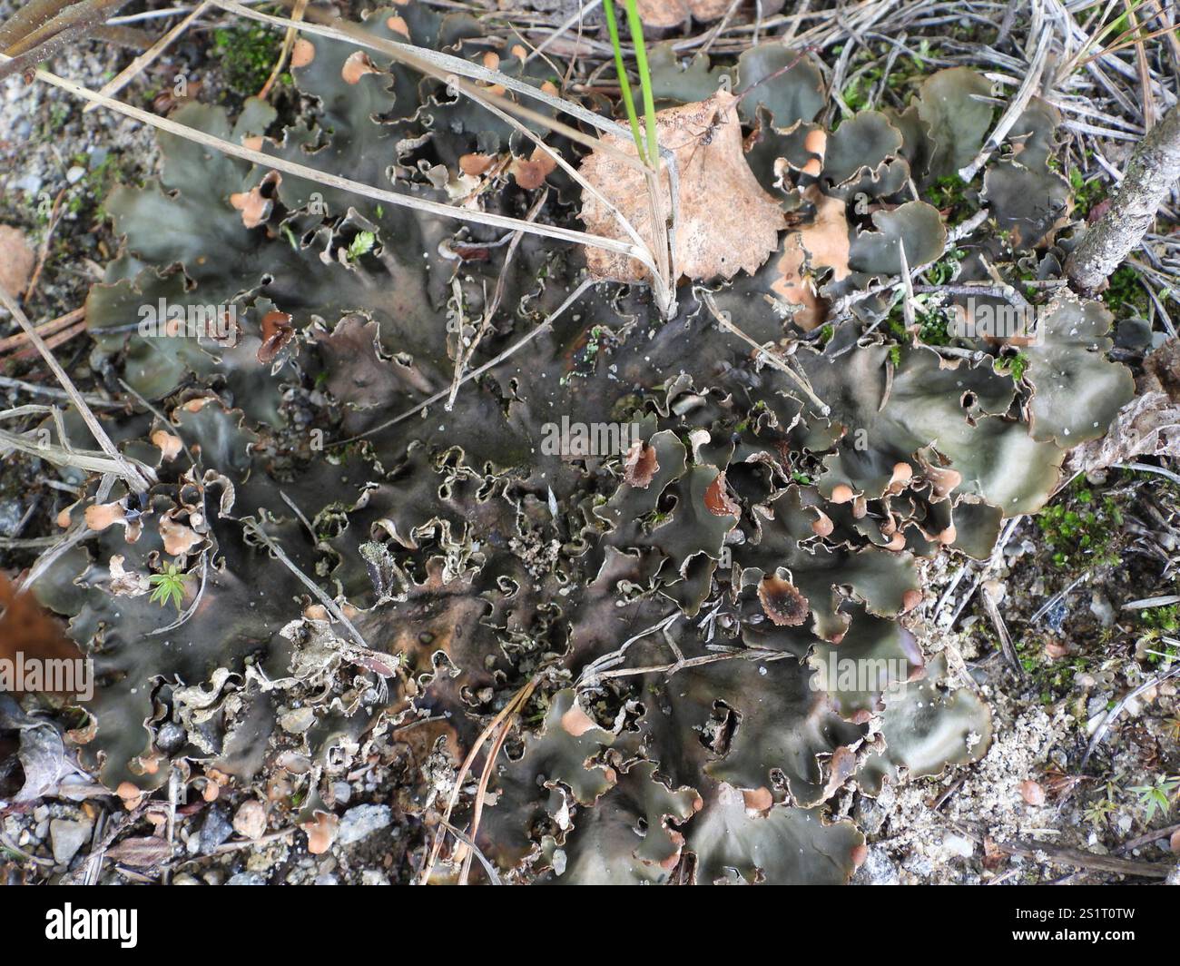 many-fruited pelt lichen (Peltigera polydactylon Stock Photo - Alamy