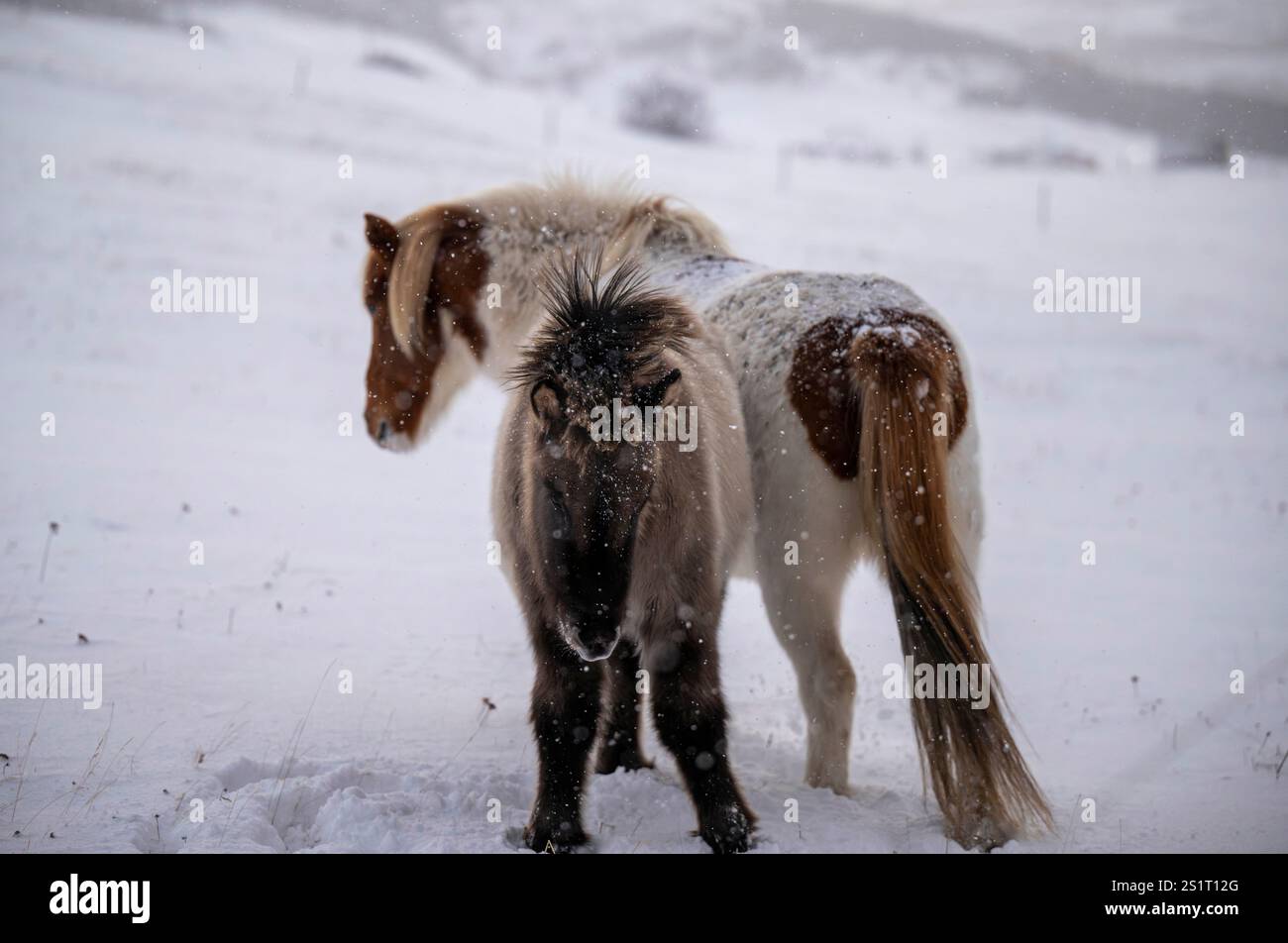 A foal interacts near the mother mare in one of the breeding grounds ...