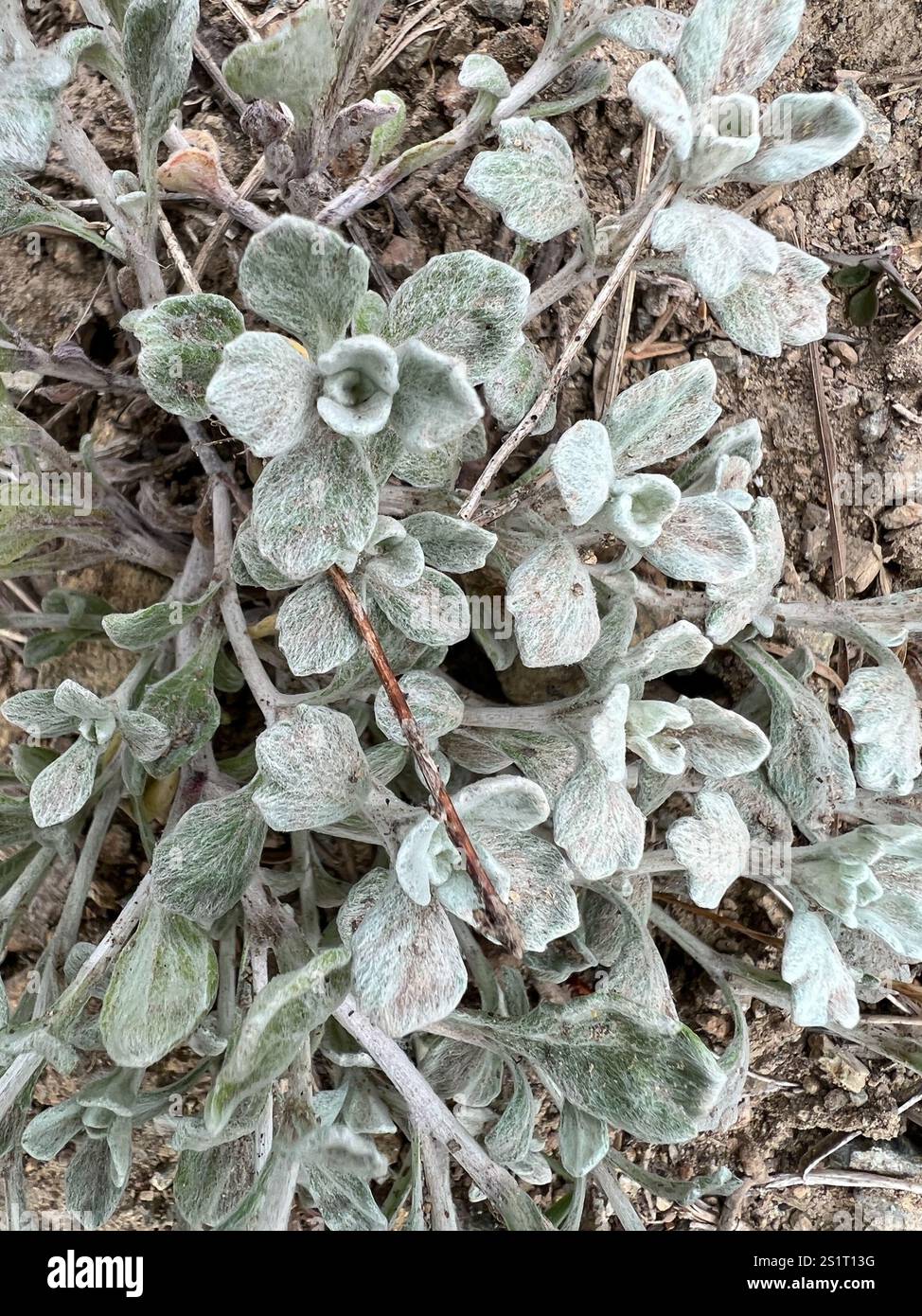 common woolly sunflower (Eriophyllum lanatum Stock Photo - Alamy