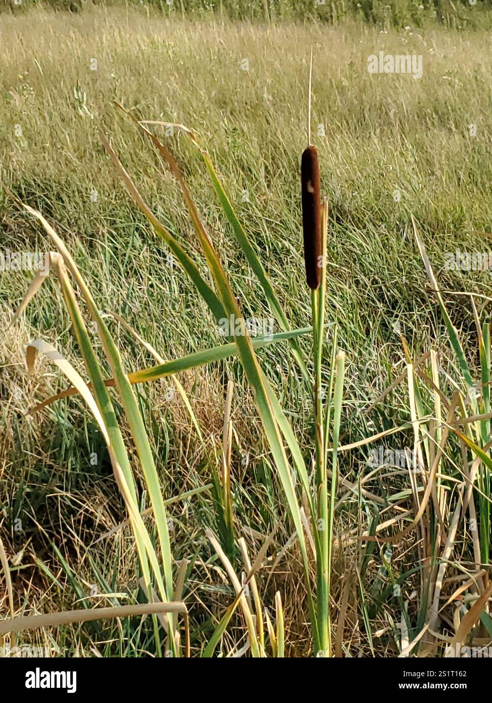 broadleaf cattail (Typha latifolia Stock Photo - Alamy