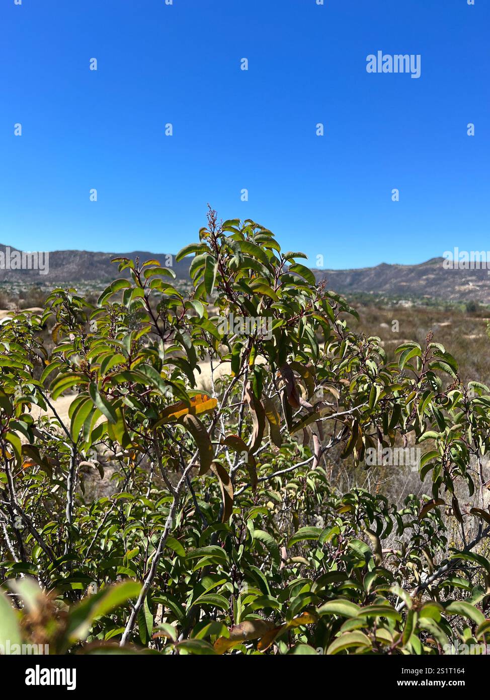 laurel sumac (Malosma laurina Stock Photo - Alamy