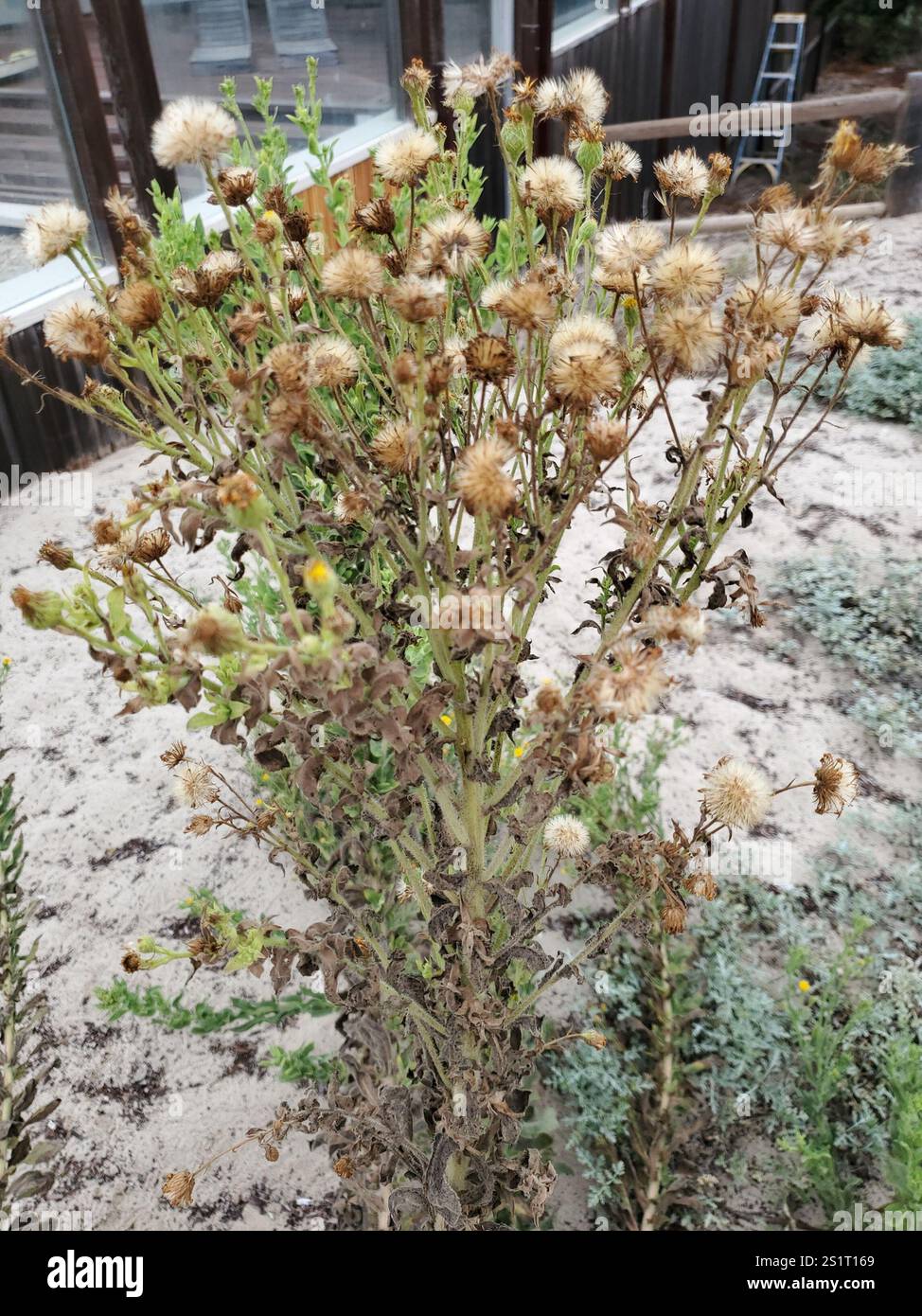 Telegraphweed (Heterotheca grandiflora Stock Photo - Alamy