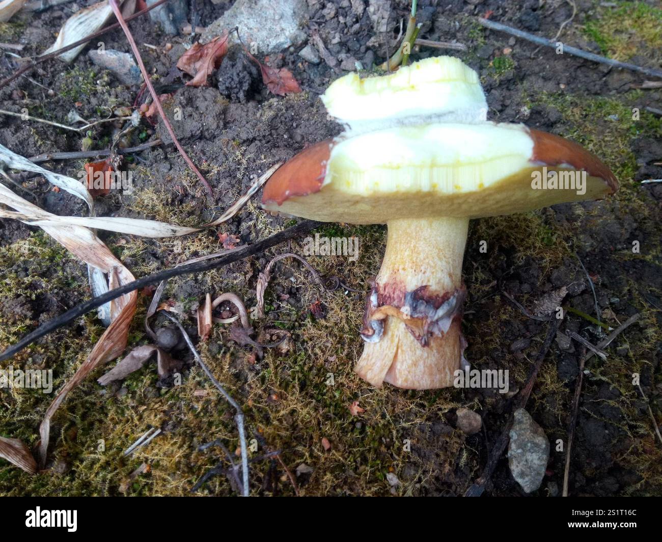 Purple-veiled Slippery Jack (Suillus luteus Stock Photo - Alamy