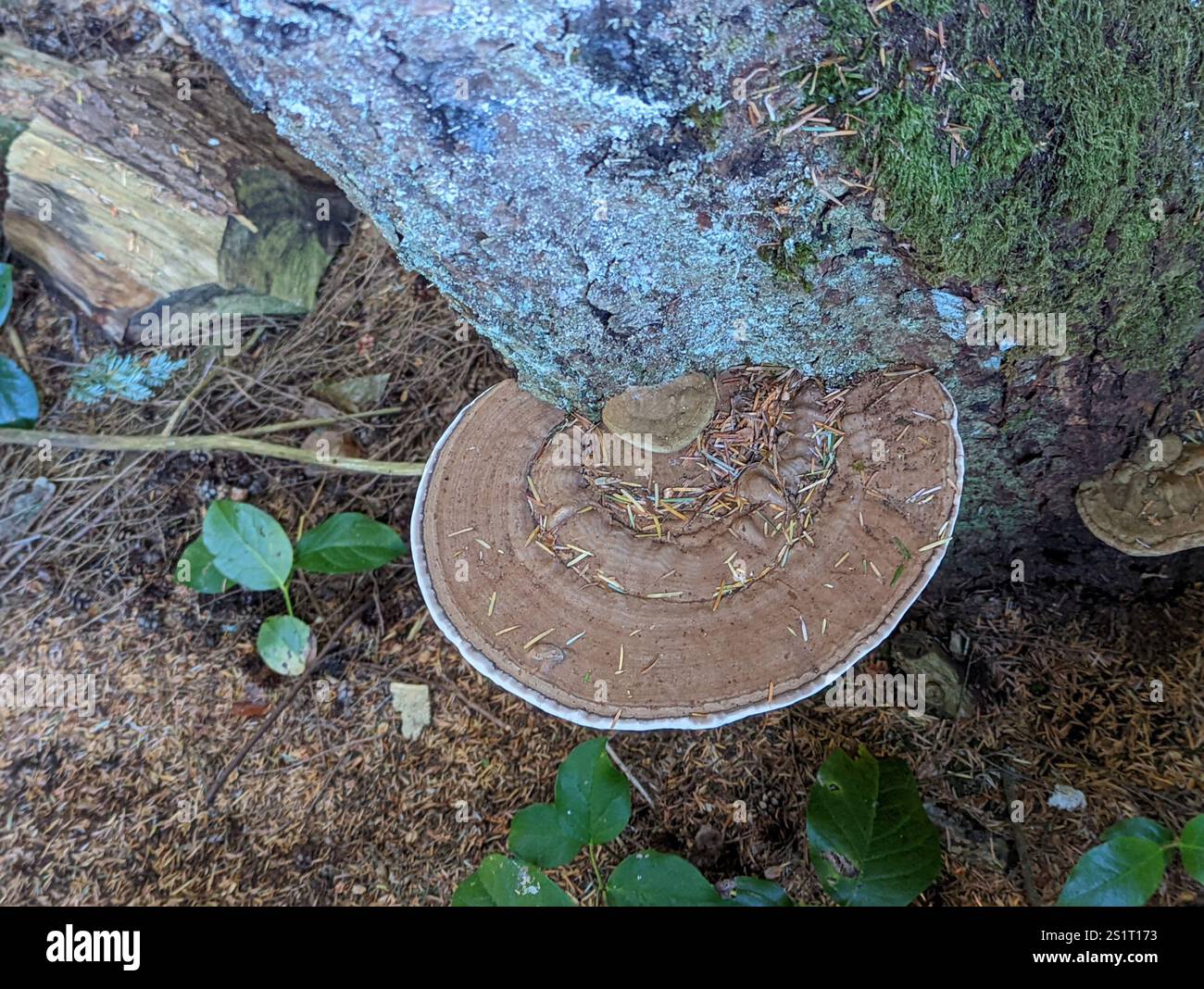 artist's bracket (Ganoderma applanatum Stock Photo - Alamy